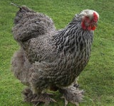 Shop All | Mother Clucker's HenHouse Store®