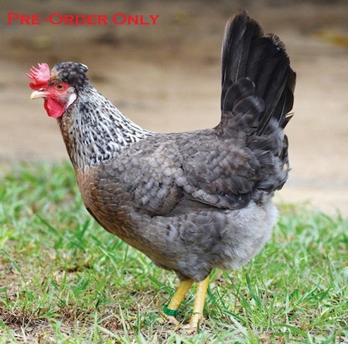 Shop All | Mother Clucker's HenHouse Store®