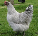 Shop All | Mother Clucker's HenHouse Store®