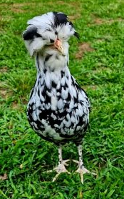 Mottled Houdan | Mother Clucker's HenHouse Store®