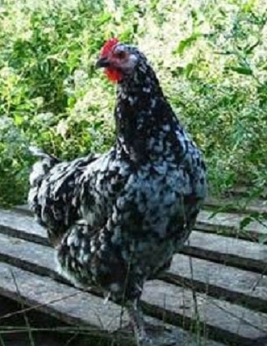 Mottled Java | Mother Clucker's HenHouse Store®