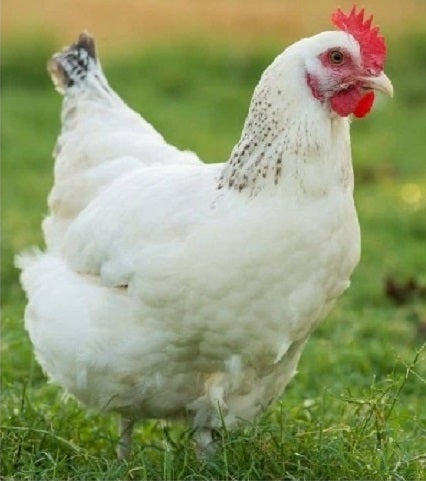 Delaware Breed | Mother Clucker's HenHouse Store®