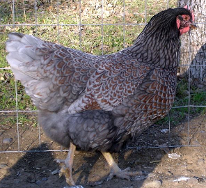 Texas Layers | Mother Clucker's HenHouse Store®