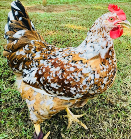 Shop All | Mother Clucker's HenHouse Store®