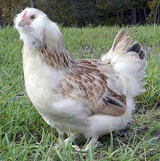 Texas Layers | Mother Clucker's HenHouse Store®