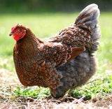 Shop All | Mother Clucker's HenHouse Store®