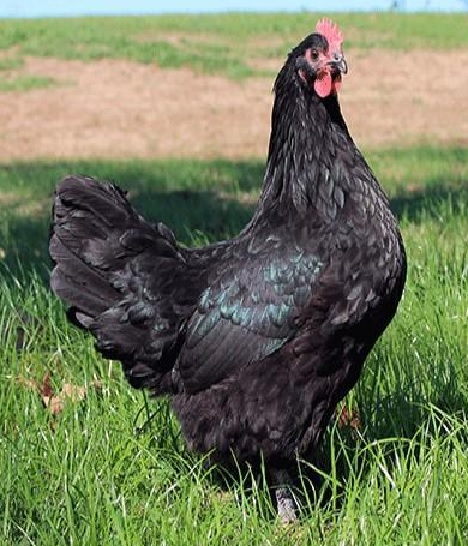 Texas Layers | Mother Clucker's HenHouse Store®