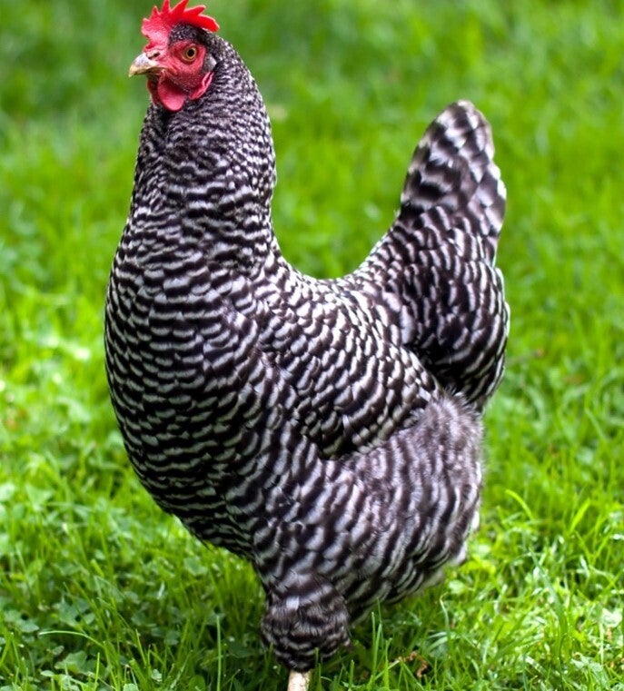 Barred Rock | Mother Clucker's HenHouse Store®