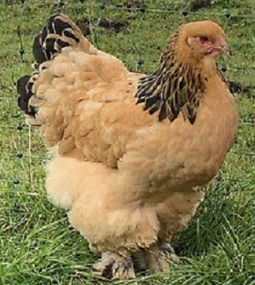 Texas Layers | Mother Clucker's HenHouse Store®